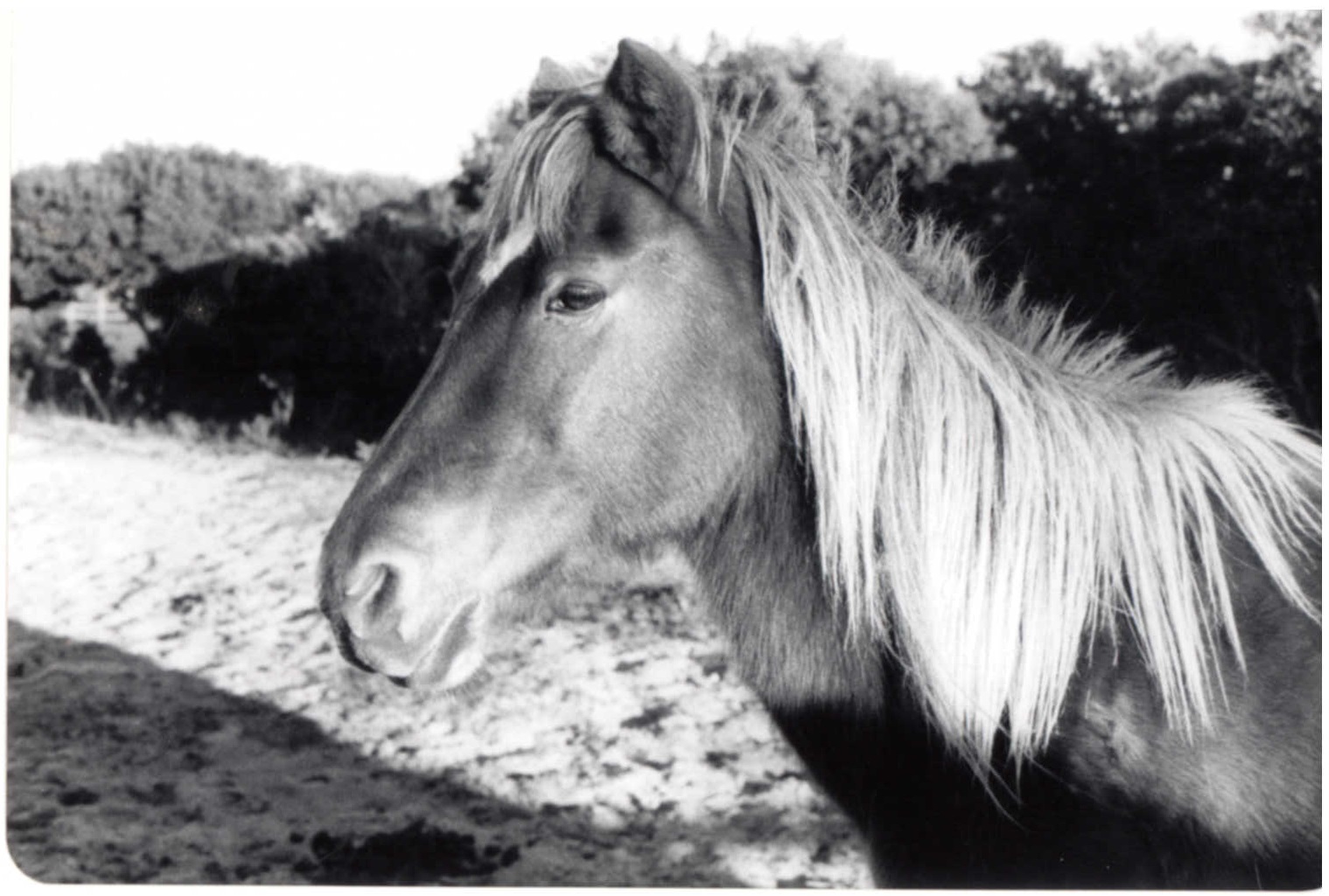Small But Mighty: The Banker Ponies of Ocracoke Island | obxforever.org
