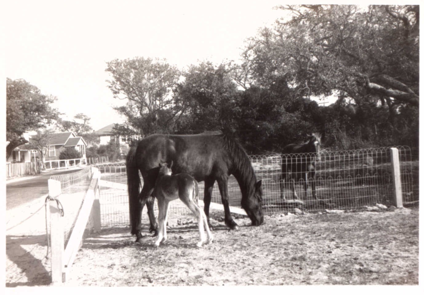Small But Mighty: The Banker Ponies of Ocracoke Island | obxforever.org