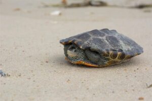 Ask A BioTech: Flippers or Feet? | obxforever.org