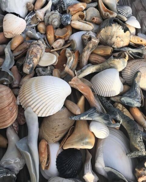 Meet Your Ranger: Robin Snyder | obxforever.org