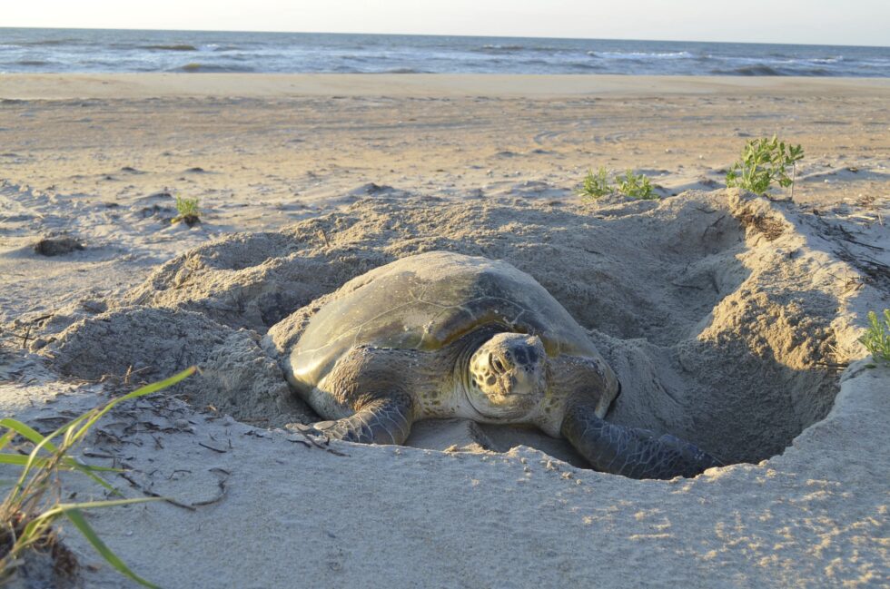 Sea Turtle Nesting: Step-by-Step | obxforever.org